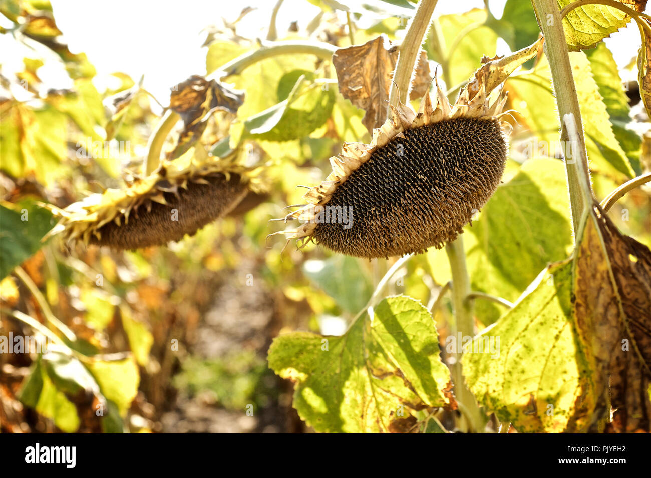 Sunflower Head Dying Stock Photos & Sunflower Head Dying Stock Images ...