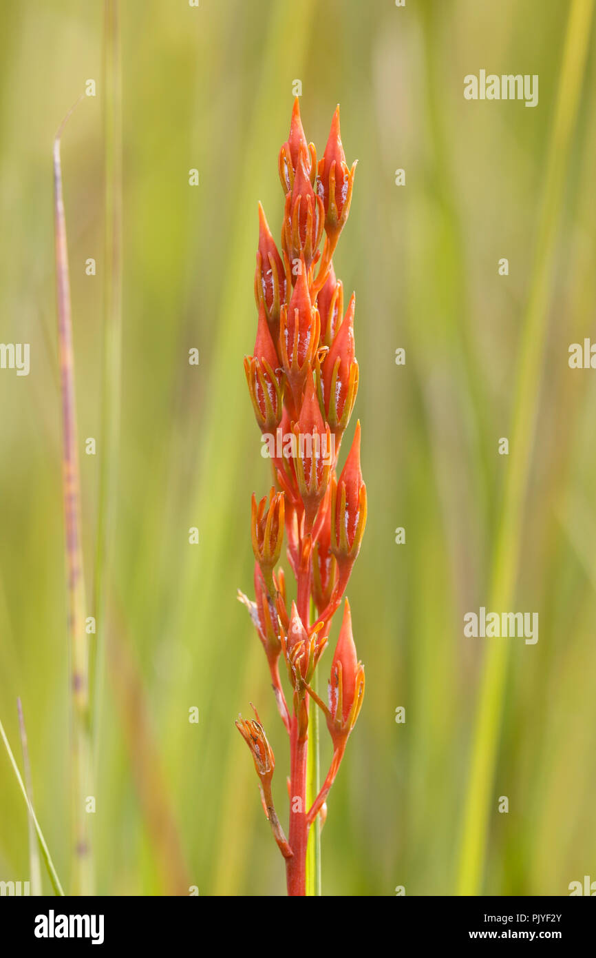 Bog Asphodel Uk High Resolution Stock Photography and Images - Alamy