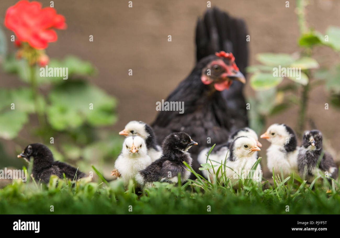 Hen with baby chickens Stock Photo - Alamy
