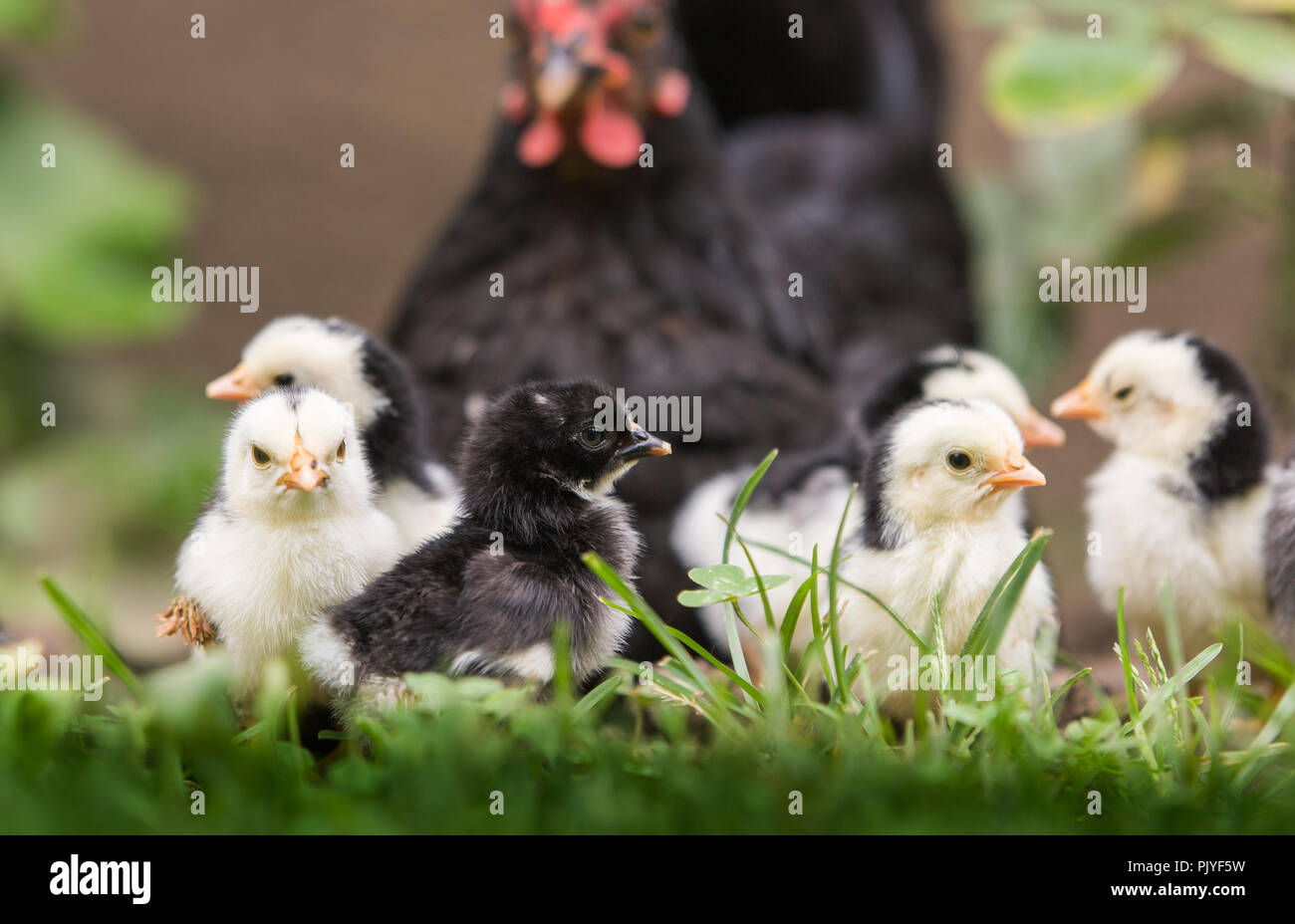 Hen with baby chickens Stock Photo - Alamy