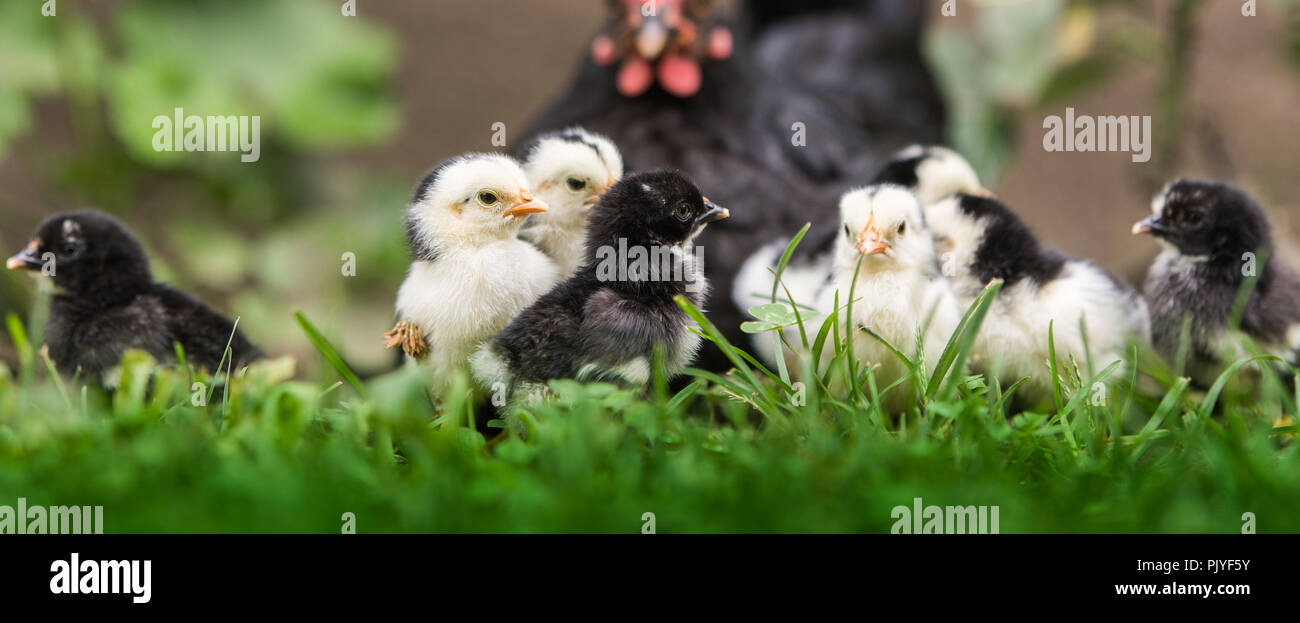 Hen with baby chickens Stock Photo - Alamy