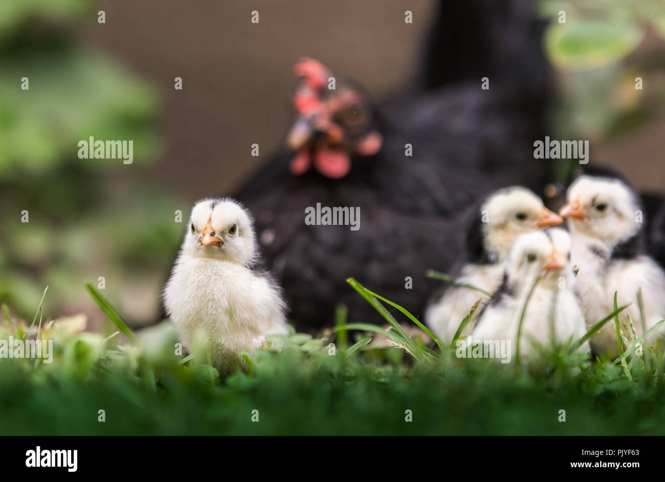 Hen with baby chickens Stock Photo - Alamy