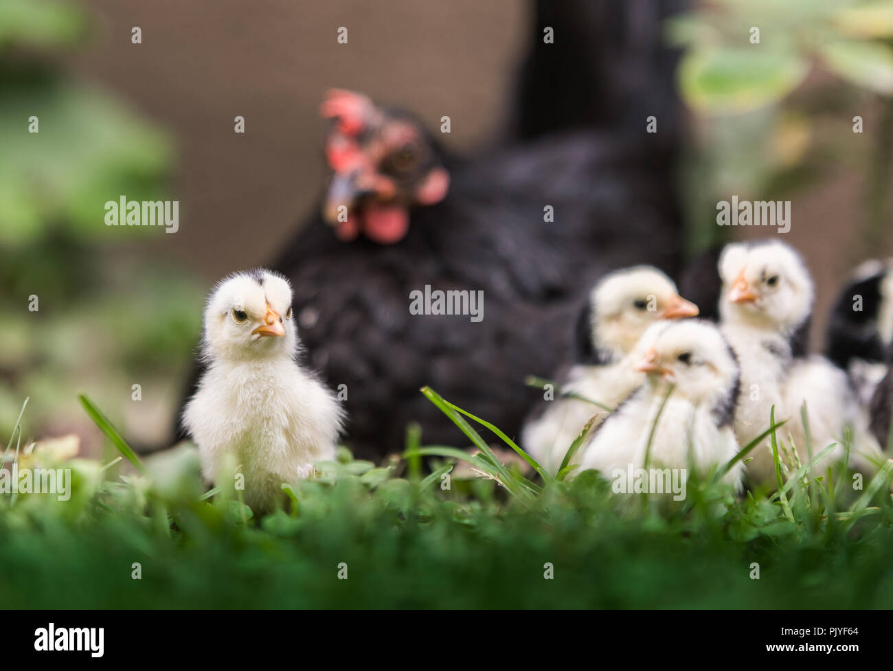 Hen with baby chickens Stock Photo - Alamy