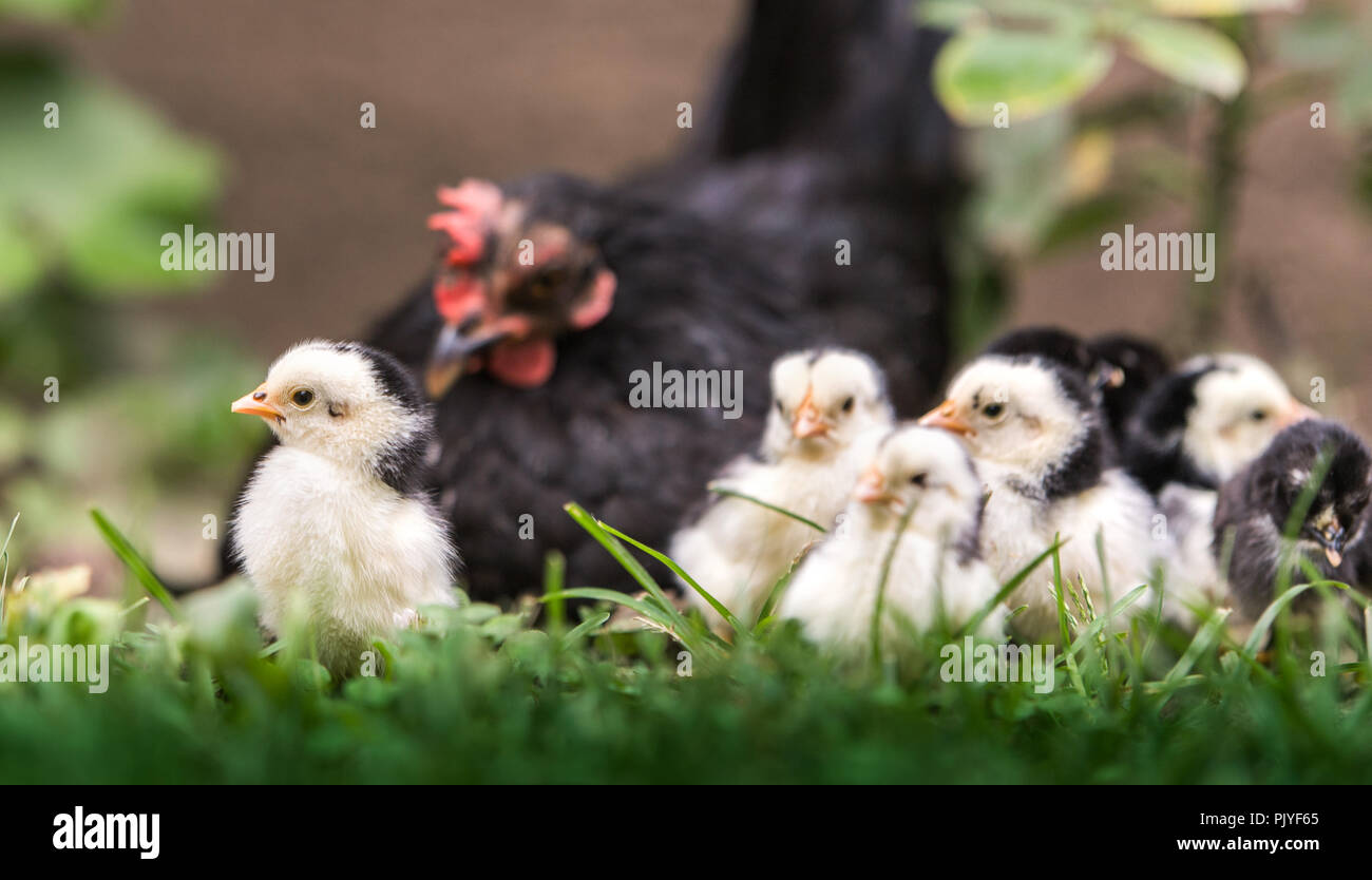Hen with baby chickens Stock Photo - Alamy