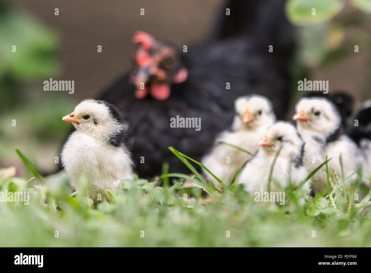 Hen with baby chickens Stock Photo - Alamy