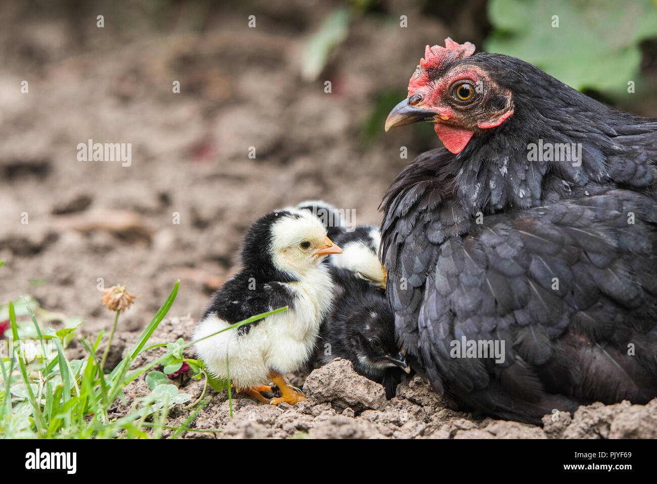 Hen with baby chickens Stock Photo - Alamy