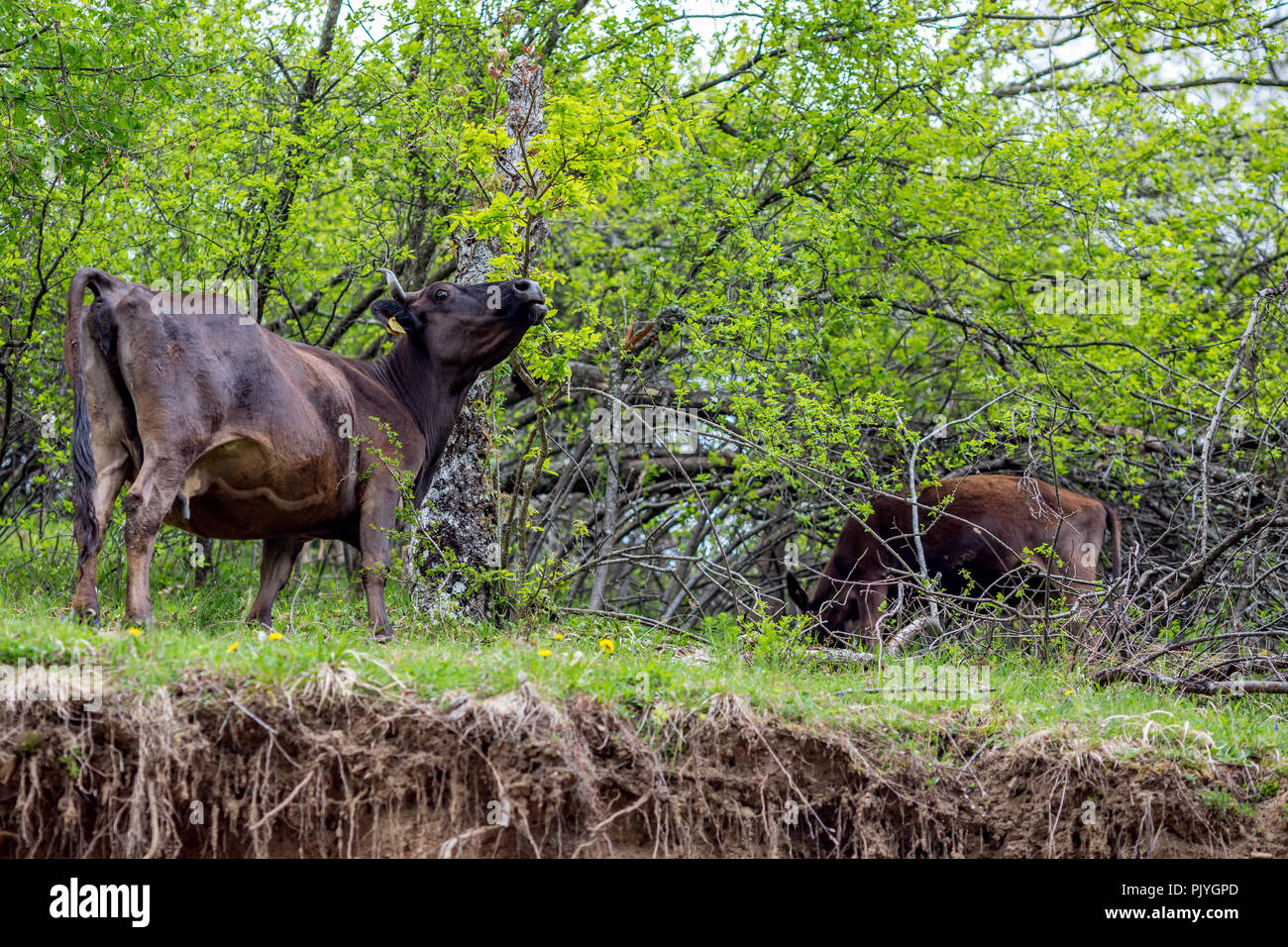 Brown and black colored ox chewing forest tree leaves looks up for ...