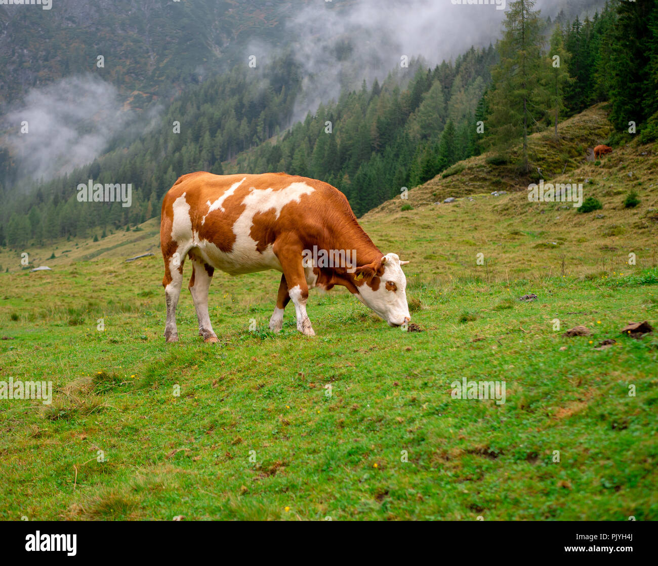 Eating cow hi-res stock photography and images - Alamy