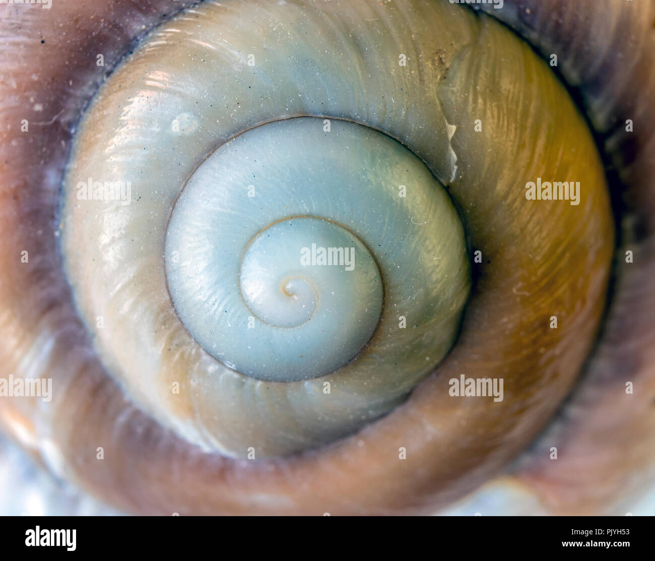 Sheels hi-res stock photography and images - Alamy