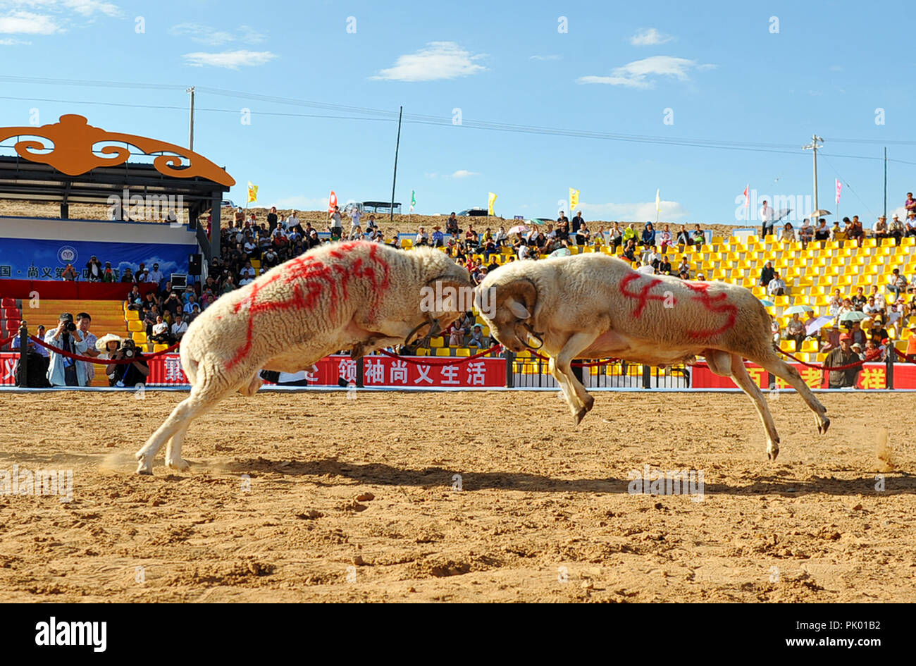 Goat fighting hi-res stock photography and images - Alamy