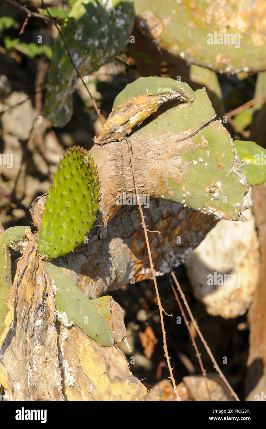 Prickly pear tree hi-res stock photography and images - Alamy