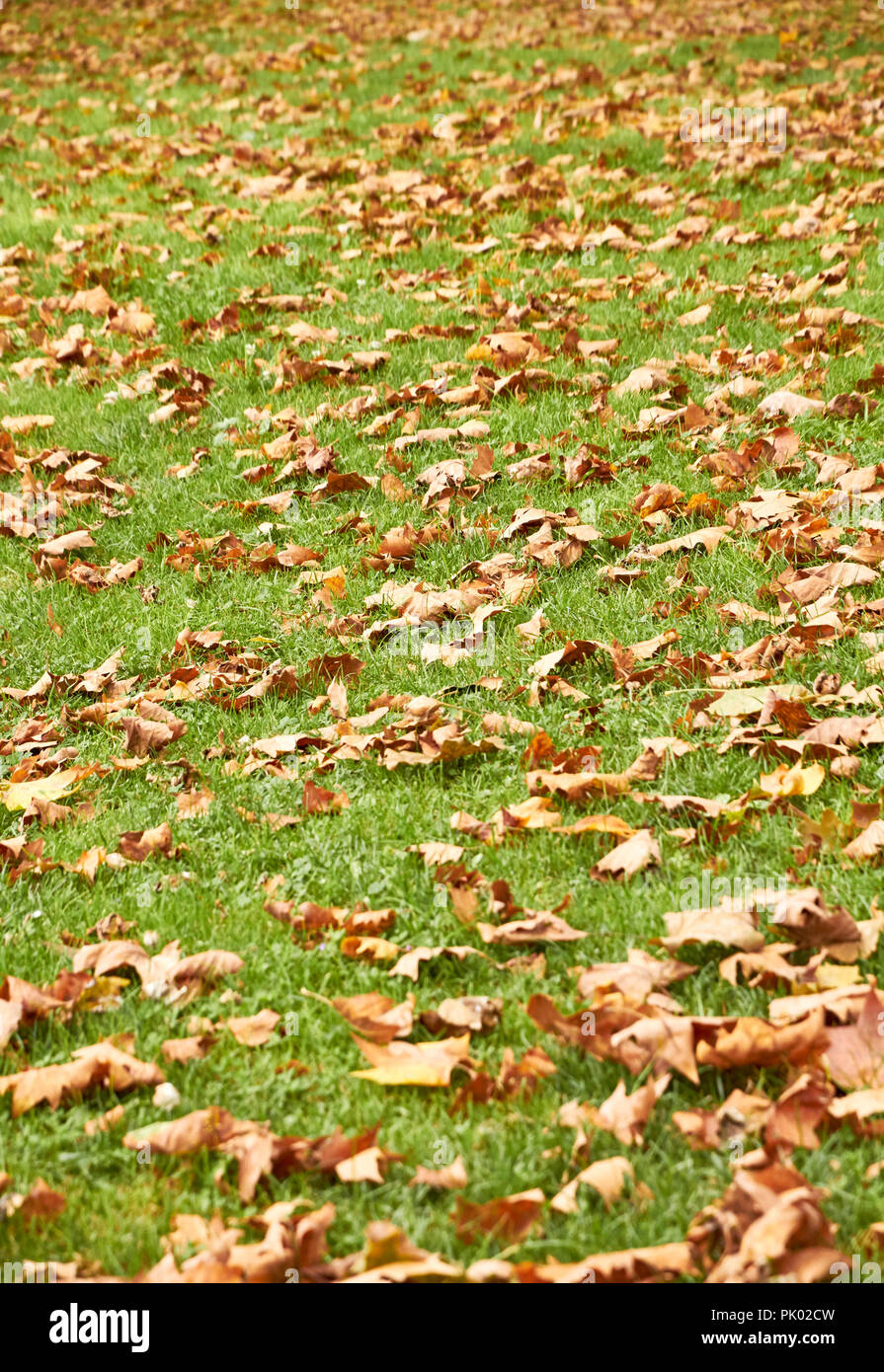 brown autumn leafs in the city Stock Photo - Alamy