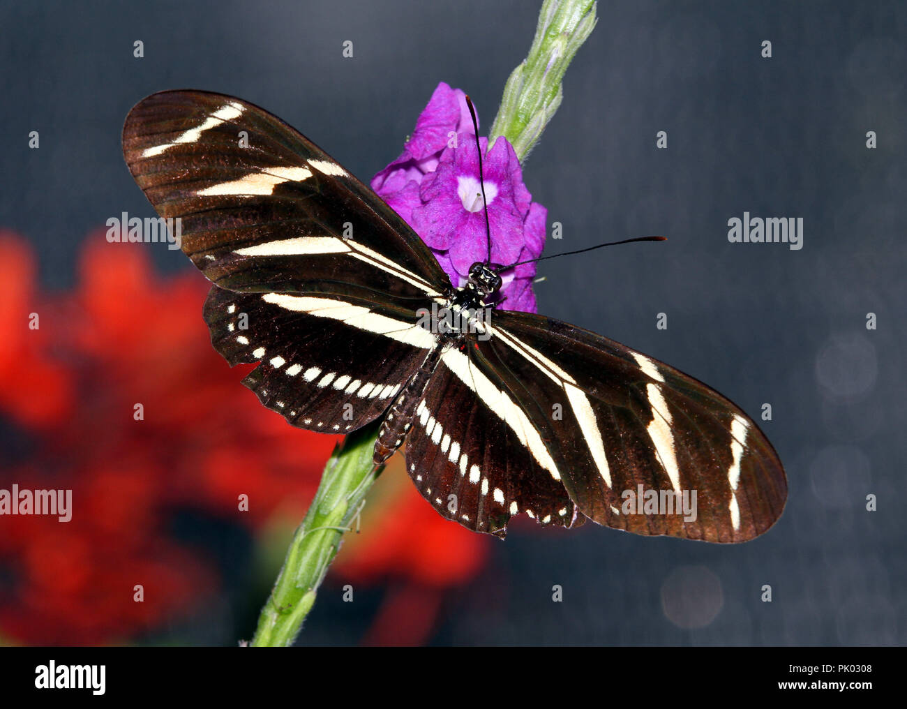 Zebra butterfly hi-res stock photography and images - Alamy