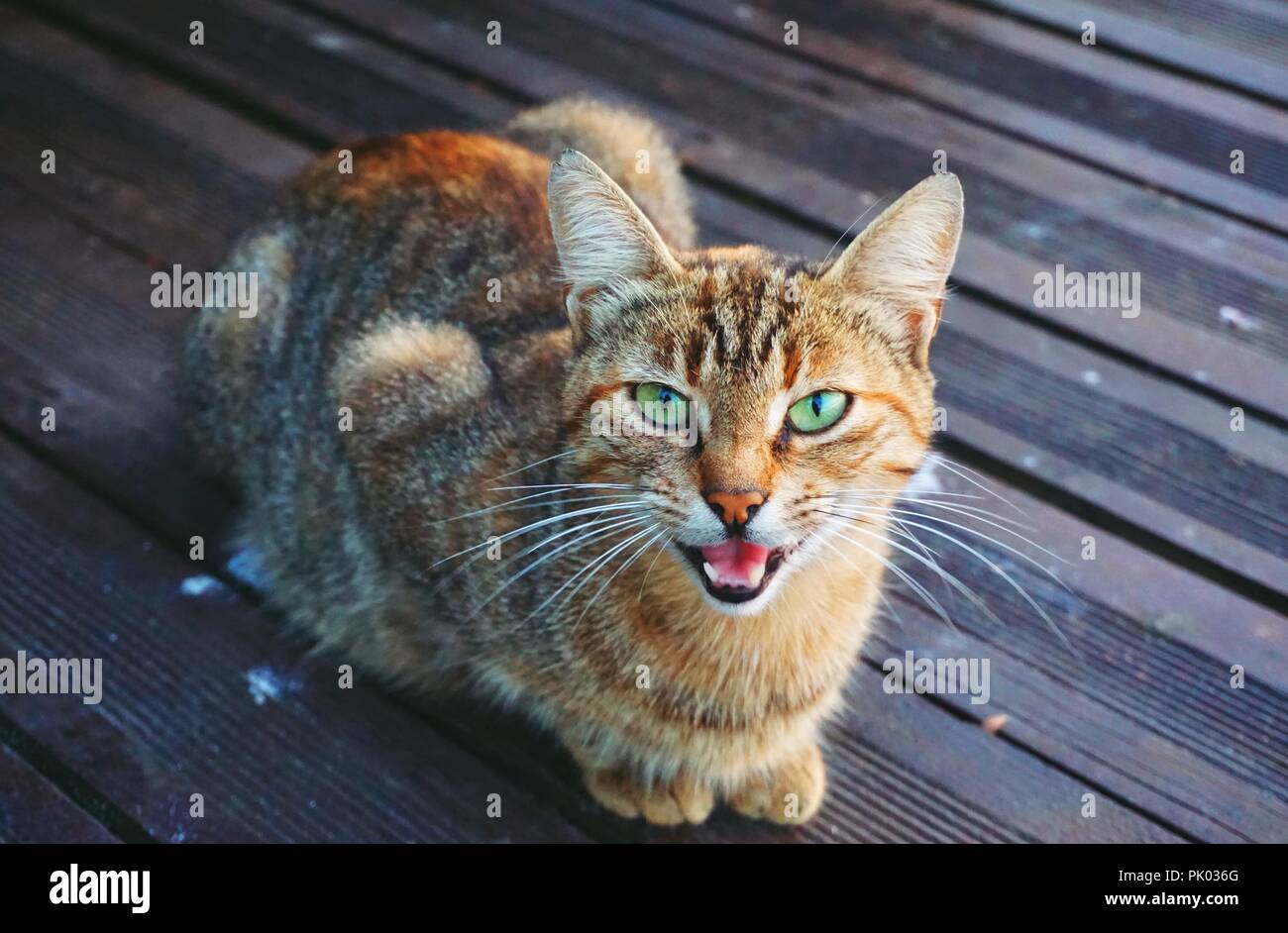 Meowing cat hi-res stock photography and images - Alamy
