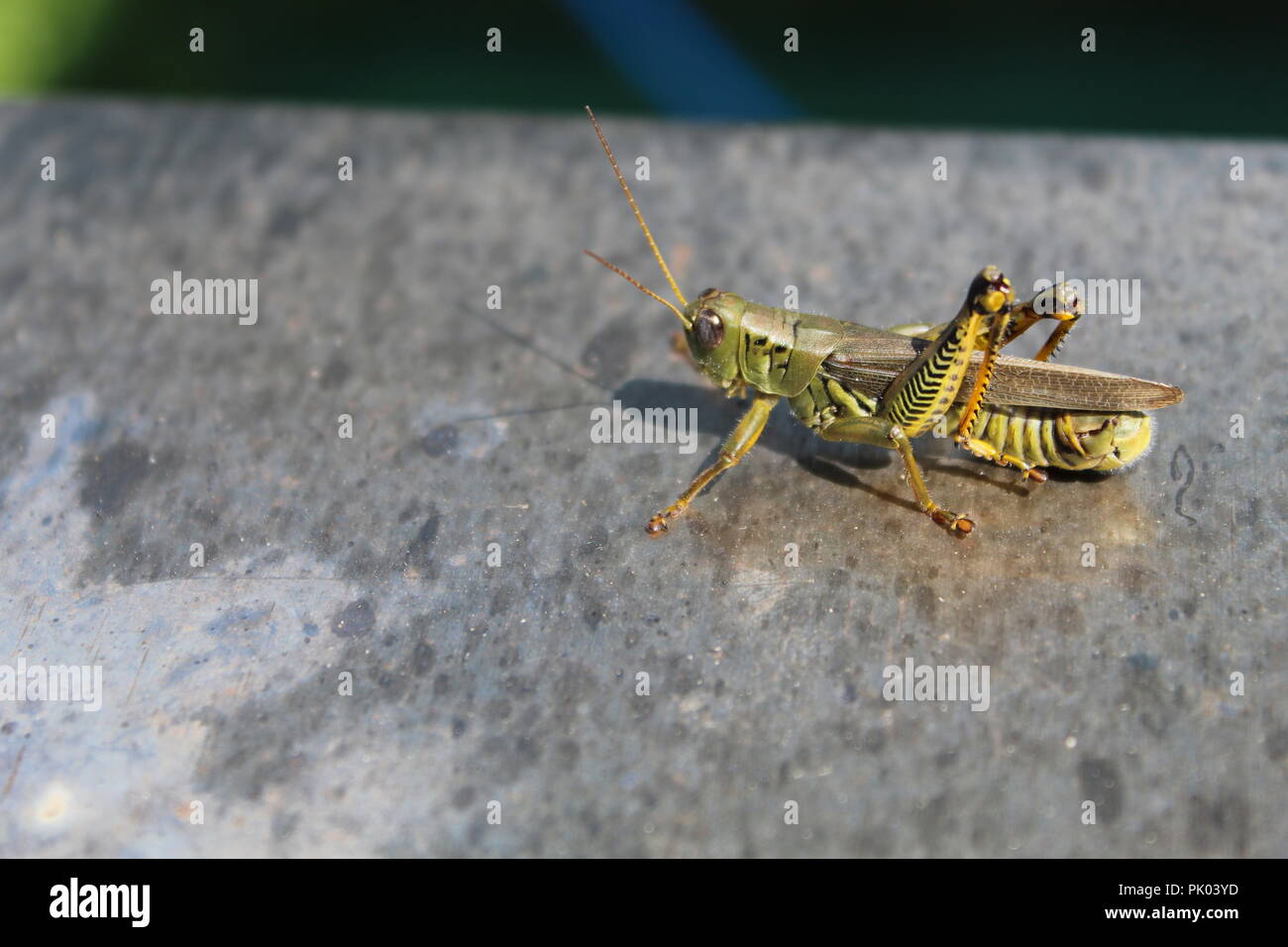 Grasshopper - up close and personal Stock Photo - Alamy