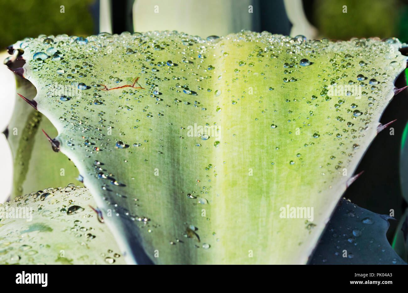 Impressive water drops on an agave leaf ,reflections of sunlight ...
