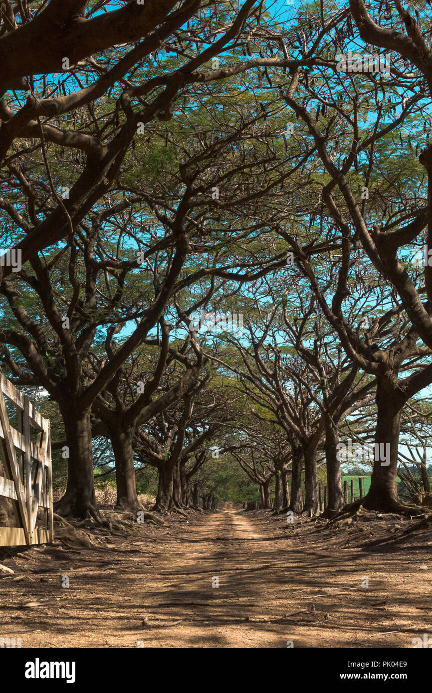 Trees alongside a dirt road with a wooden gate, low-angle shot Stock ...