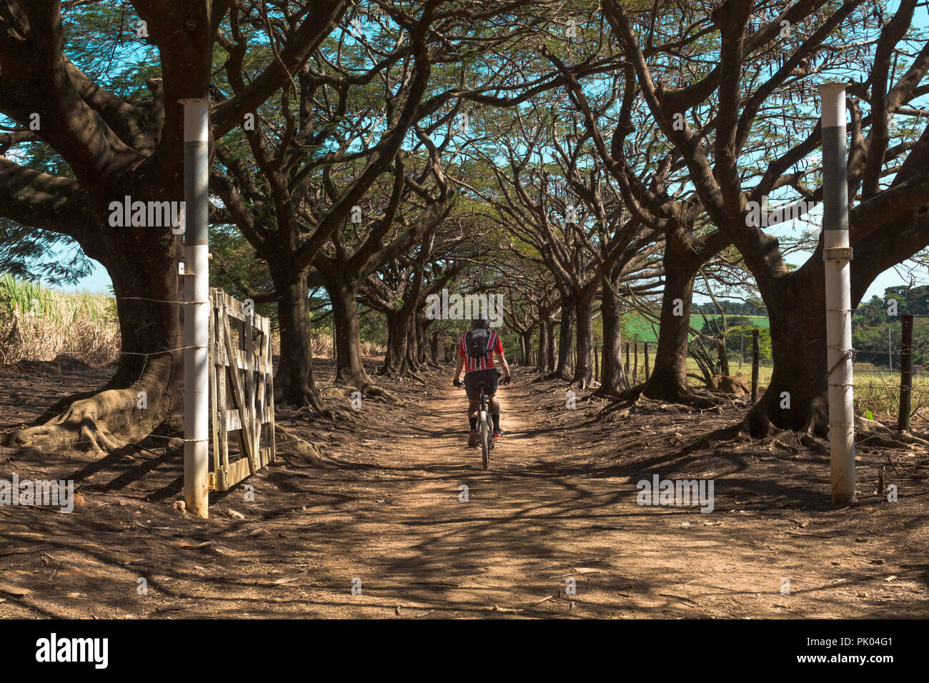 Trees alongside road hi-res stock photography and images - Alamy