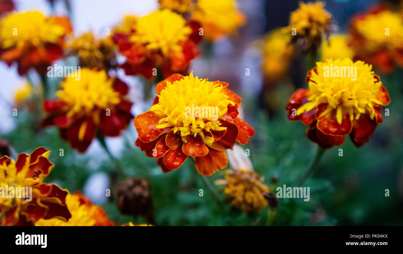 Vivid marigold hi-res stock photography and images - Alamy