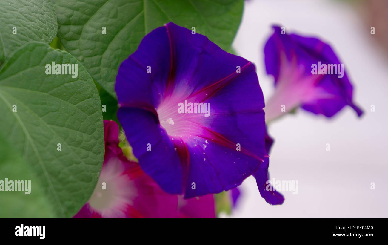 Purple trumpet vine hi-res stock photography and images - Alamy