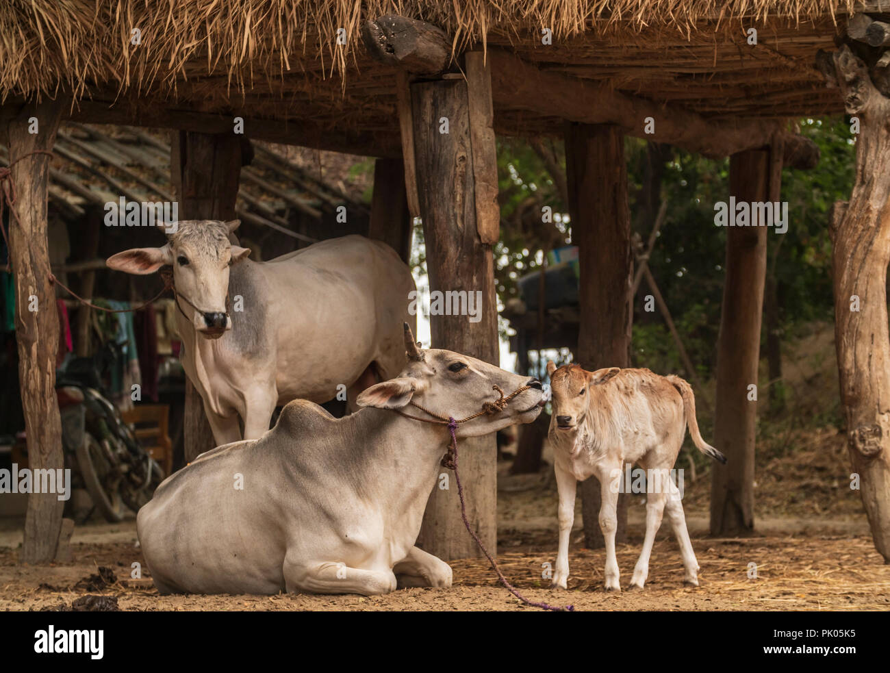 Cow family in Mynamr Stock Photo - Alamy