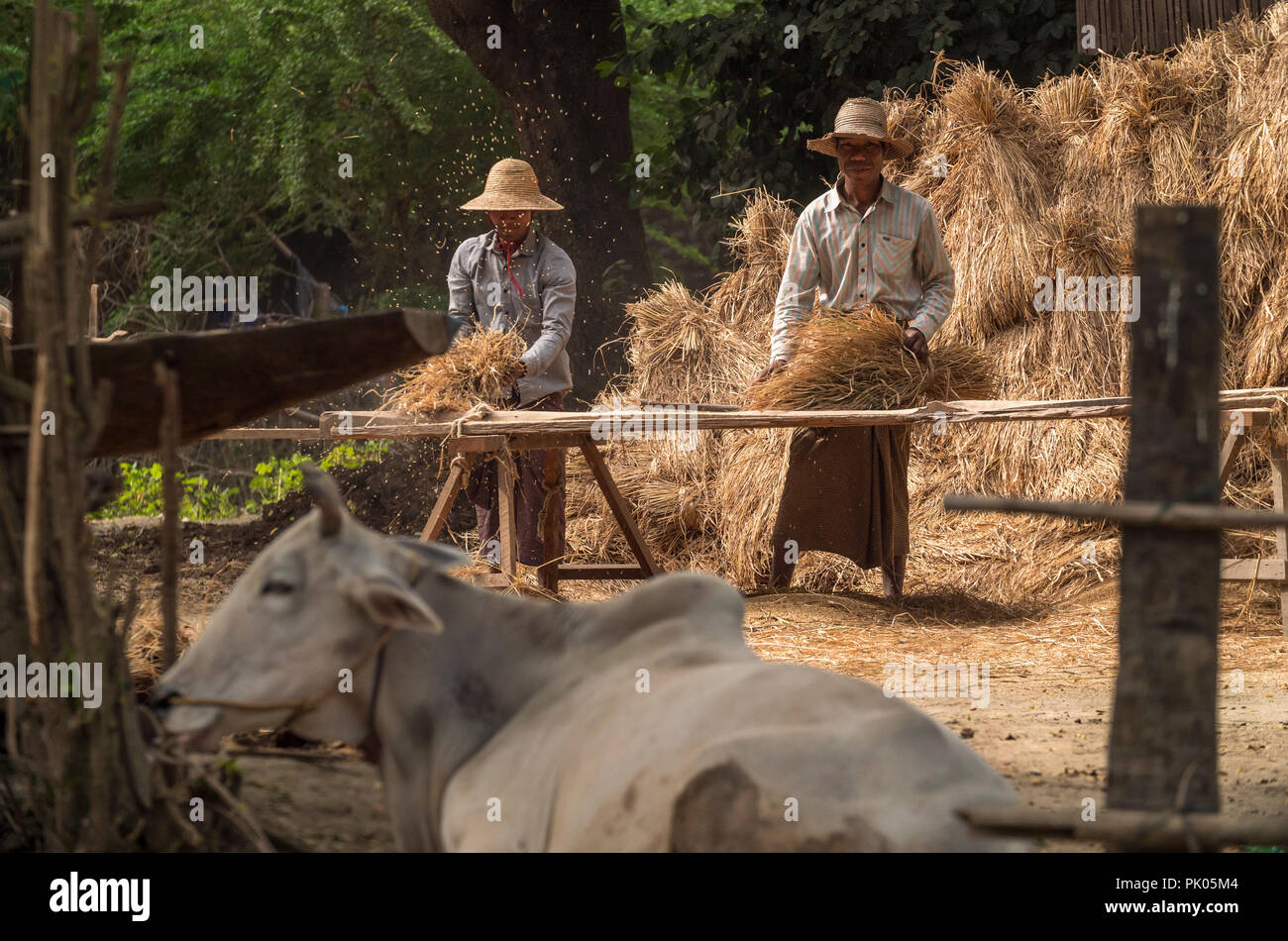 Asian farmers working rice in Agricultural town in Myanmar Stock Photo ...