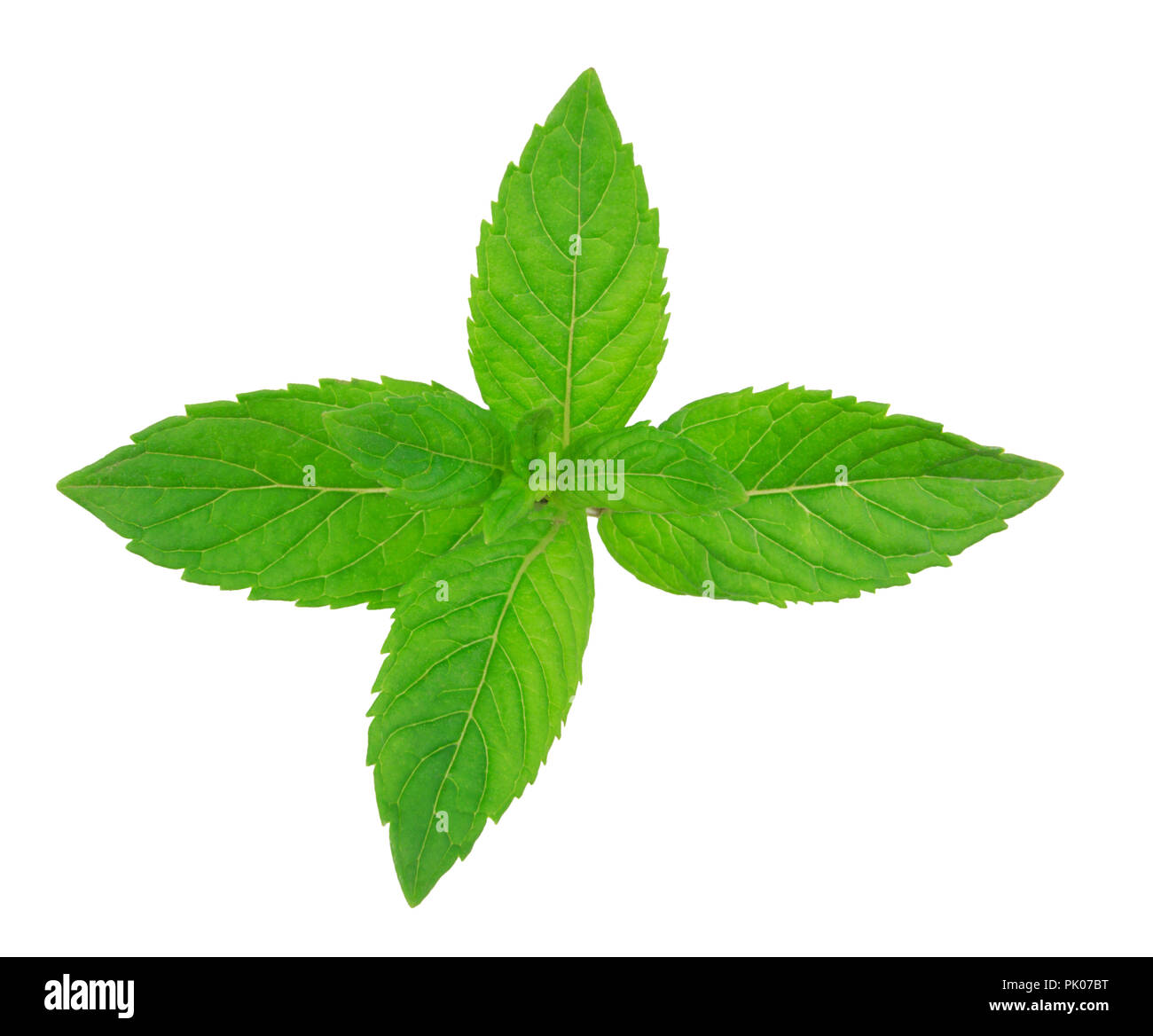 Mint leaves isolated on white background Stock Photo - Alamy