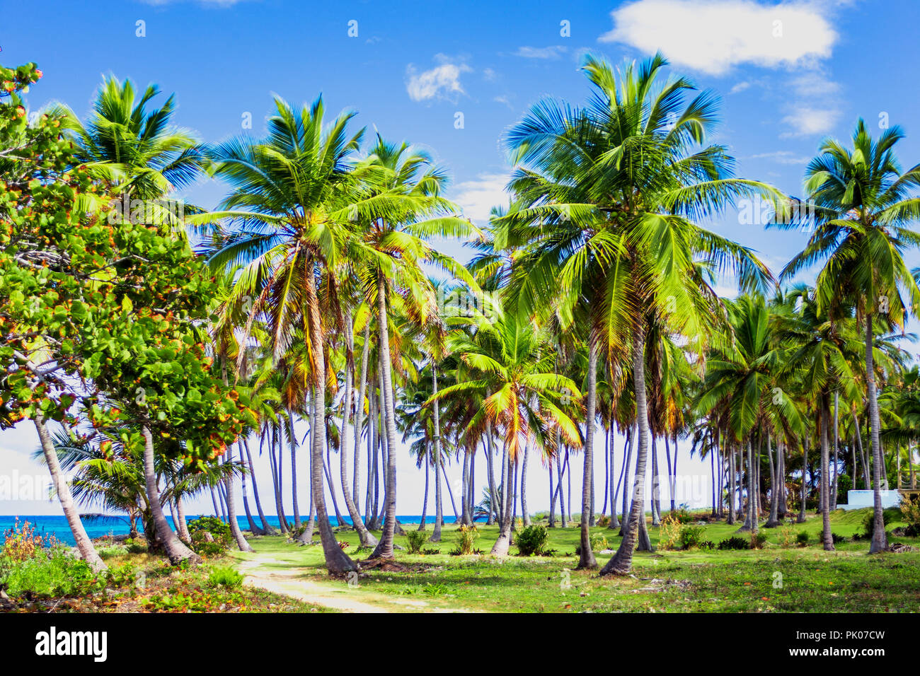 A winding path that leads through a palm tree forest near caribbean sea ...