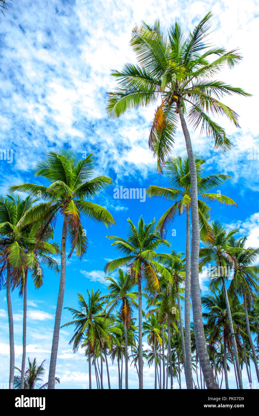 Group of palm trees on background of blue sky. Amazing palm trees view ...