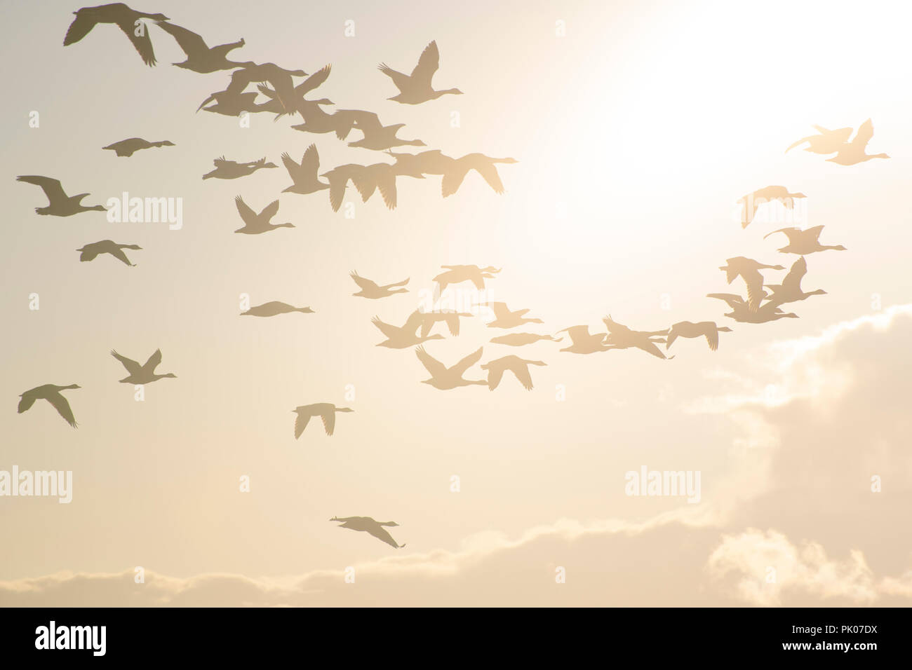 flock of geese in flight Stock Photo - Alamy