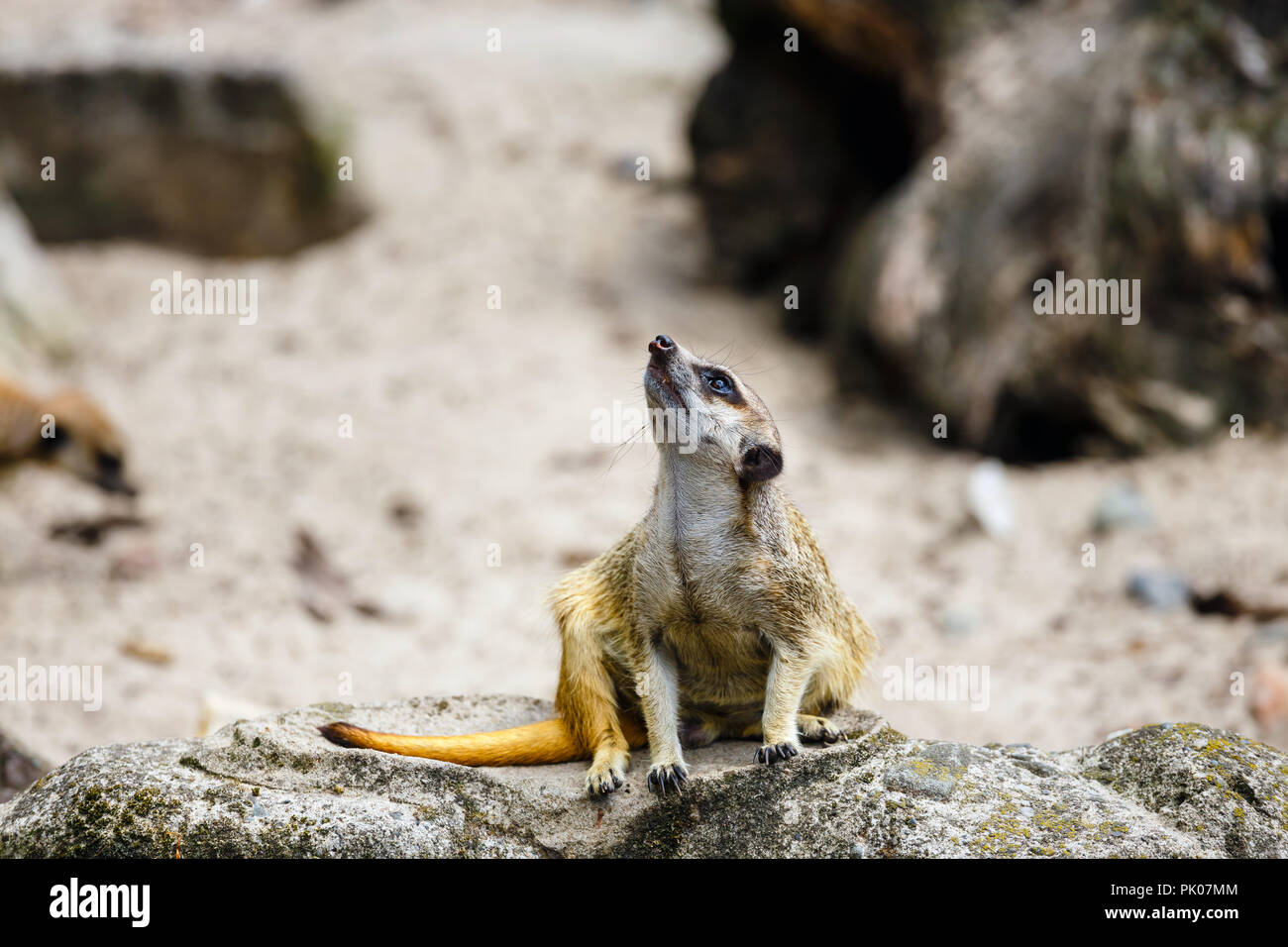 Curious meerkat looking around, close up Stock Photo - Alamy