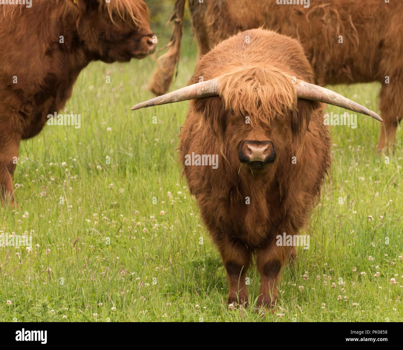 Highland Cattle Longhorn High Resolution Stock Photography and Images ...
