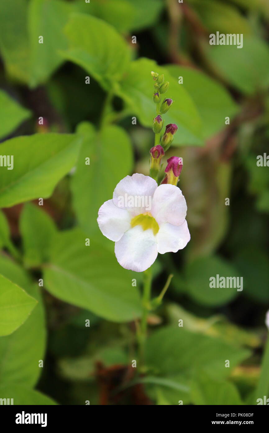 Four oclock family hi-res stock photography and images - Alamy