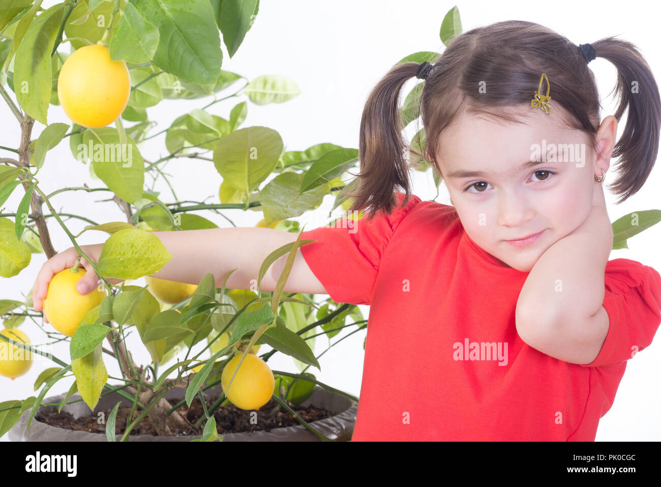Young girl picking a lemon from a lemon tree Stock Photo - Alamy