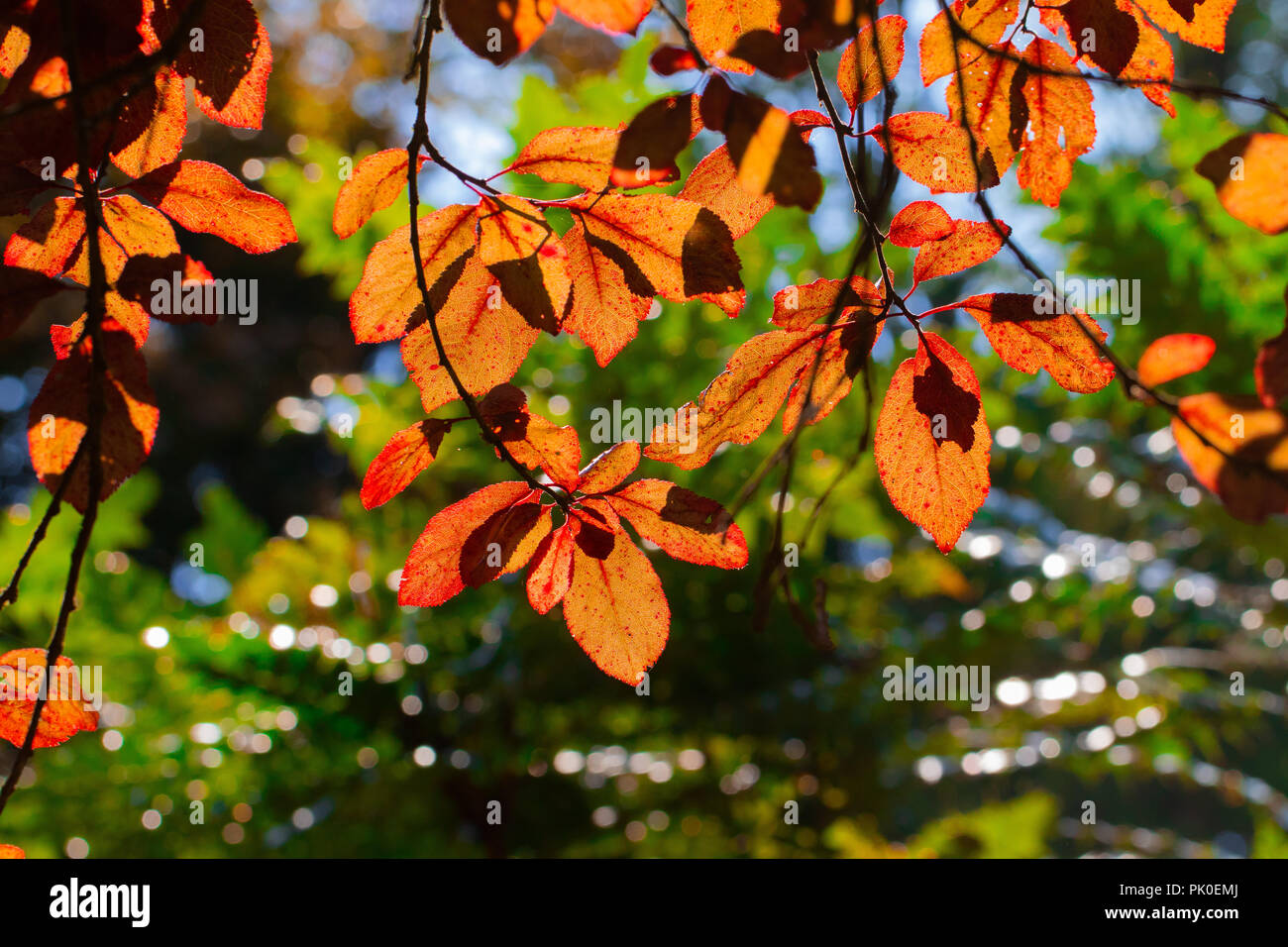 Detailed brown leaves hi-res stock photography and images - Alamy