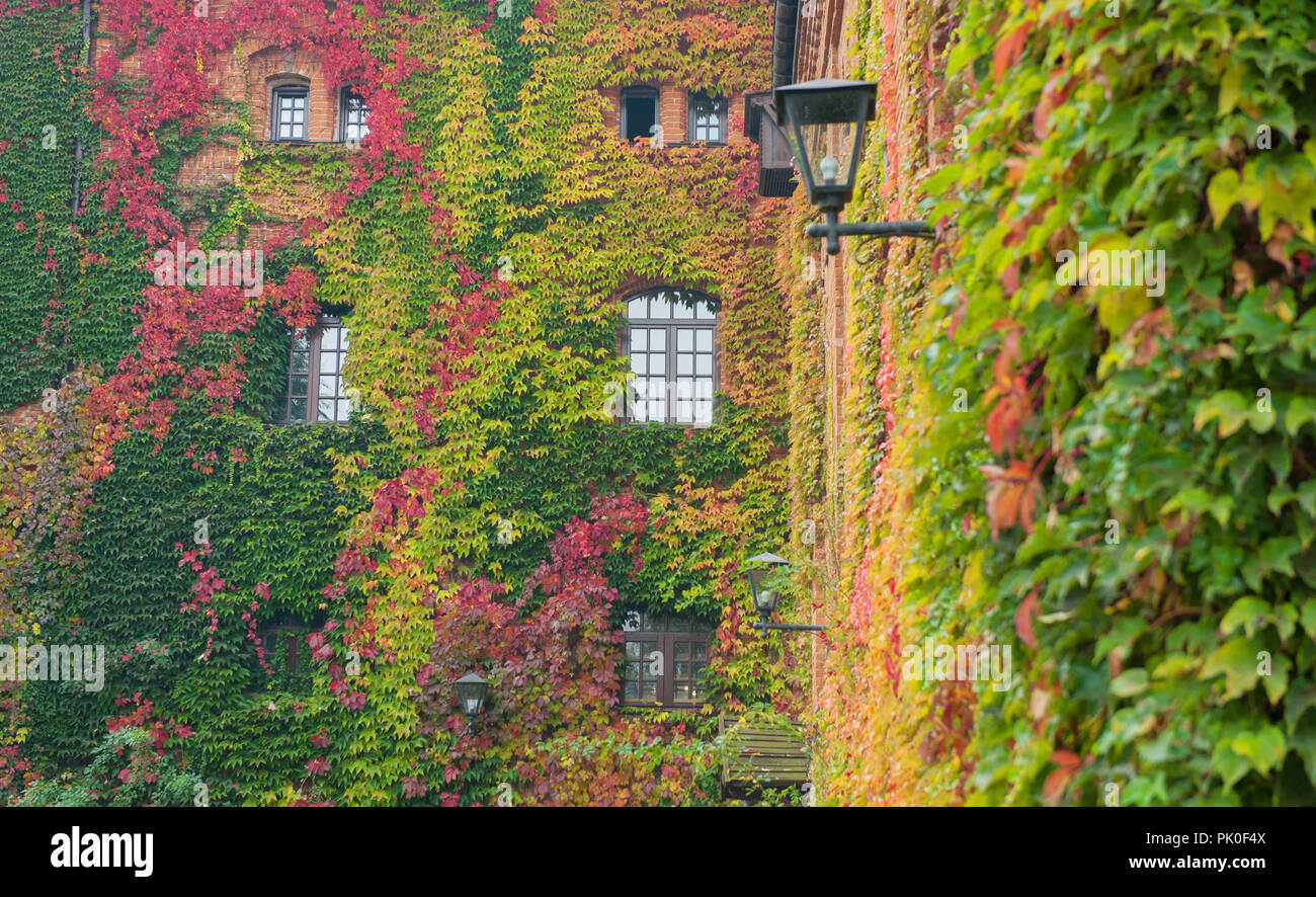 autumn grapes are woven along the brick wall of the building Stock ...