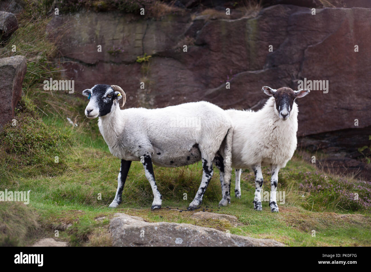 Scared sheep and lamb hi-res stock photography and images - Alamy