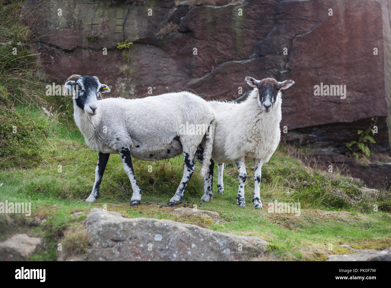 Scared sheep and lamb hi-res stock photography and images - Alamy