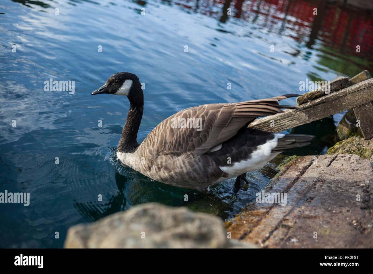 Goose stepping hi-res stock photography and images - Alamy
