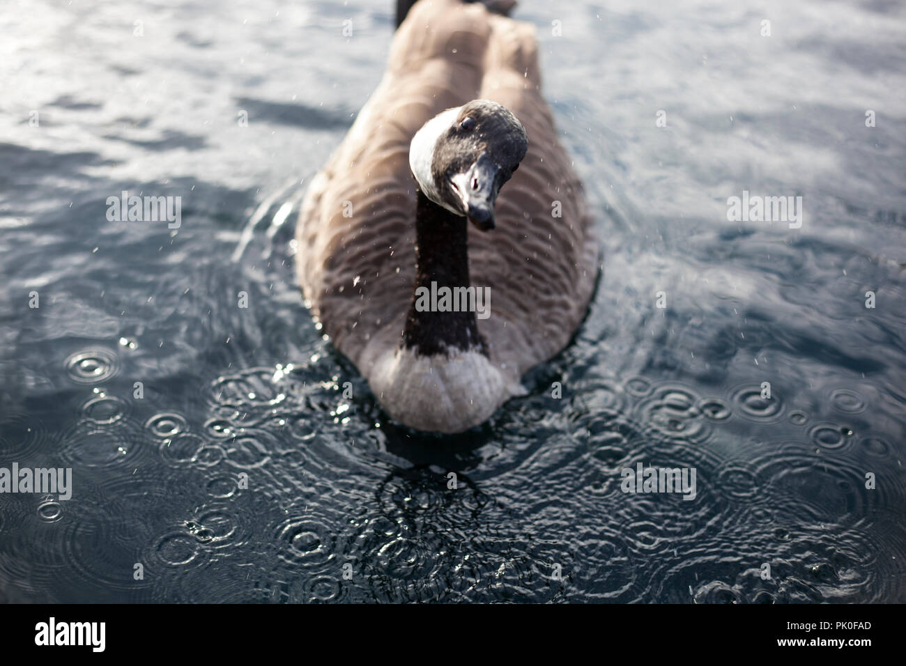 Canada goose shaking water from its head after having a dip Stock Photo ...