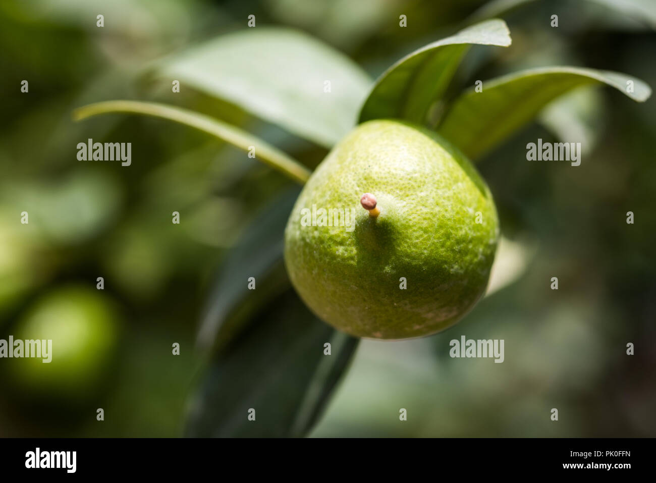 Green lemons tree in hi-res stock photography and images - Alamy
