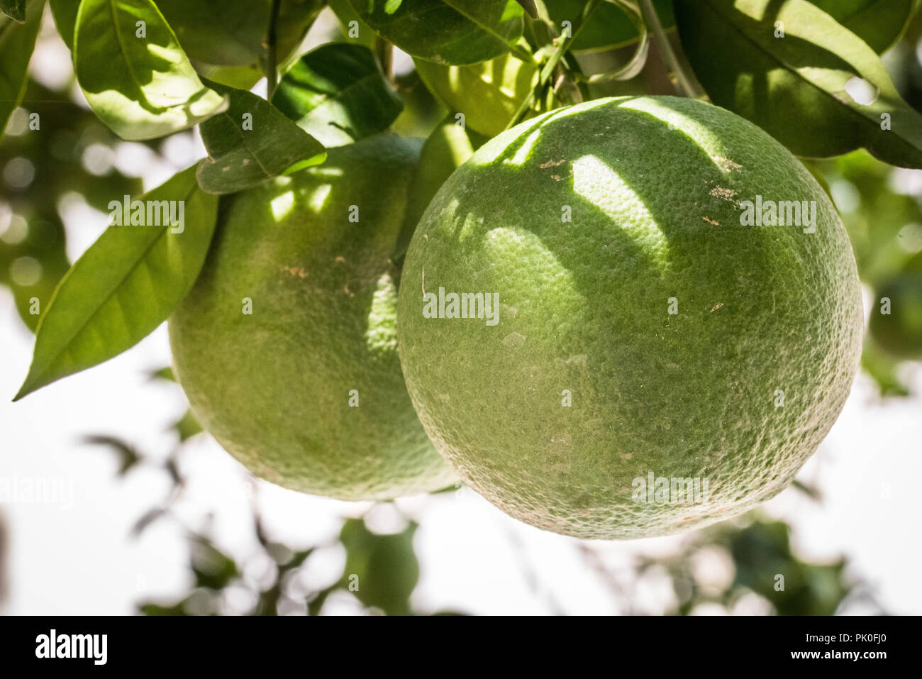 Green oranges hi-res stock photography and images - Alamy