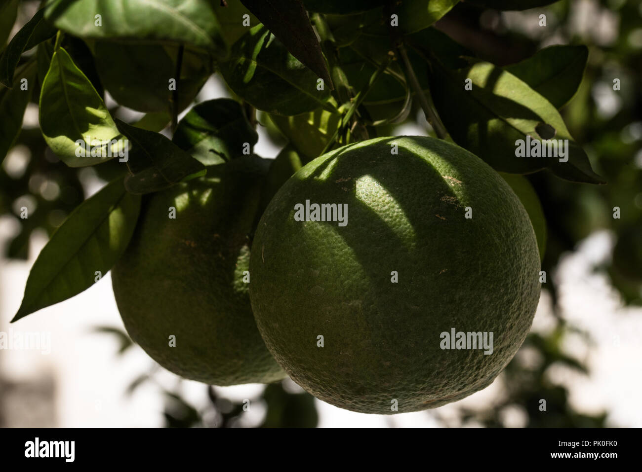 Green oranges hi-res stock photography and images - Alamy