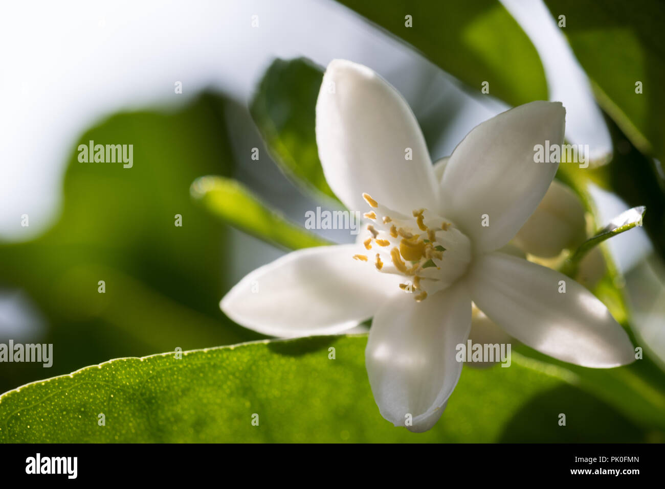 Citrus blossom hi-res stock photography and images - Alamy