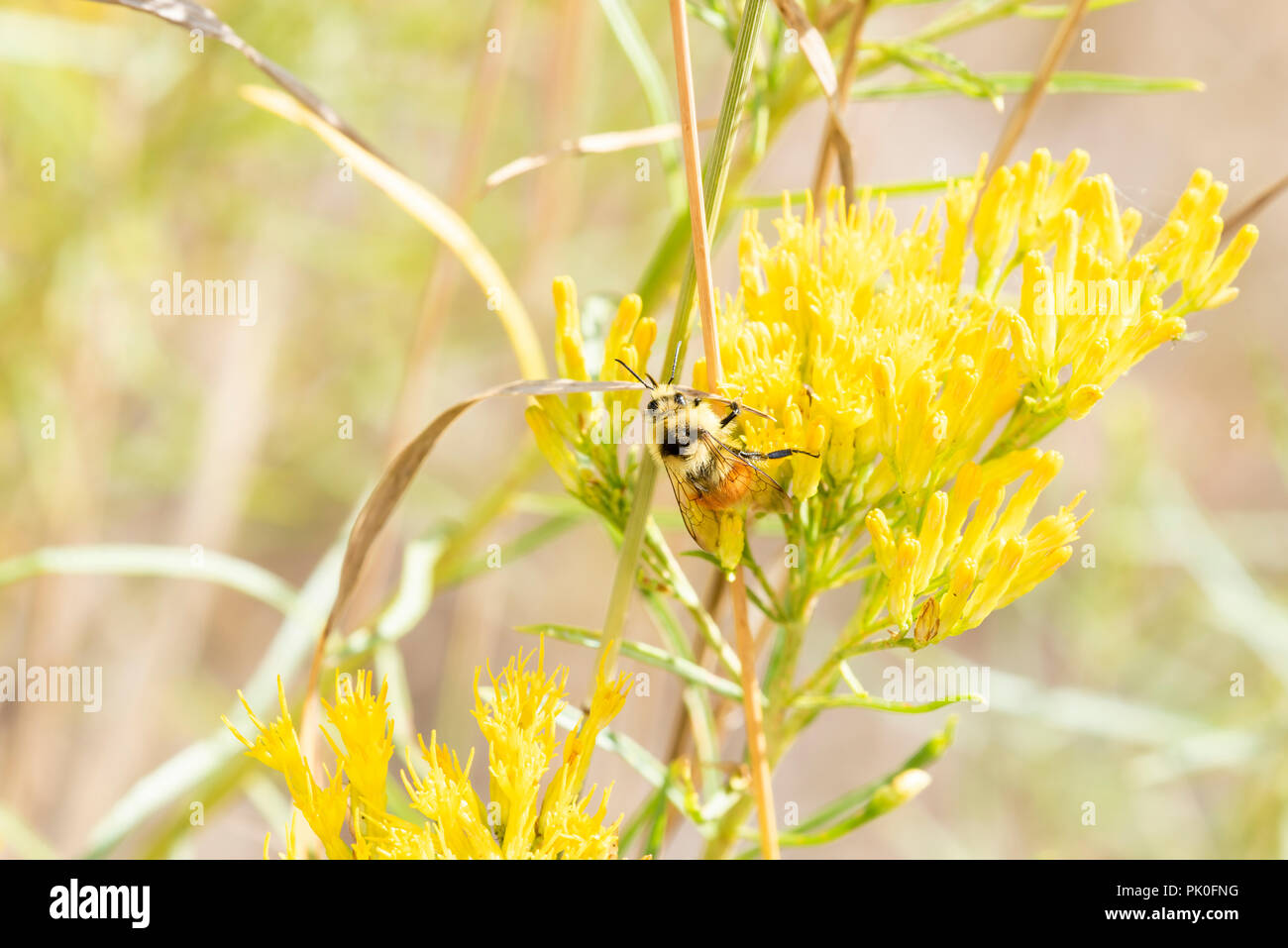 Bumble Bee (Bombus centralis) Collecting Pollen on Wildflowers in ...