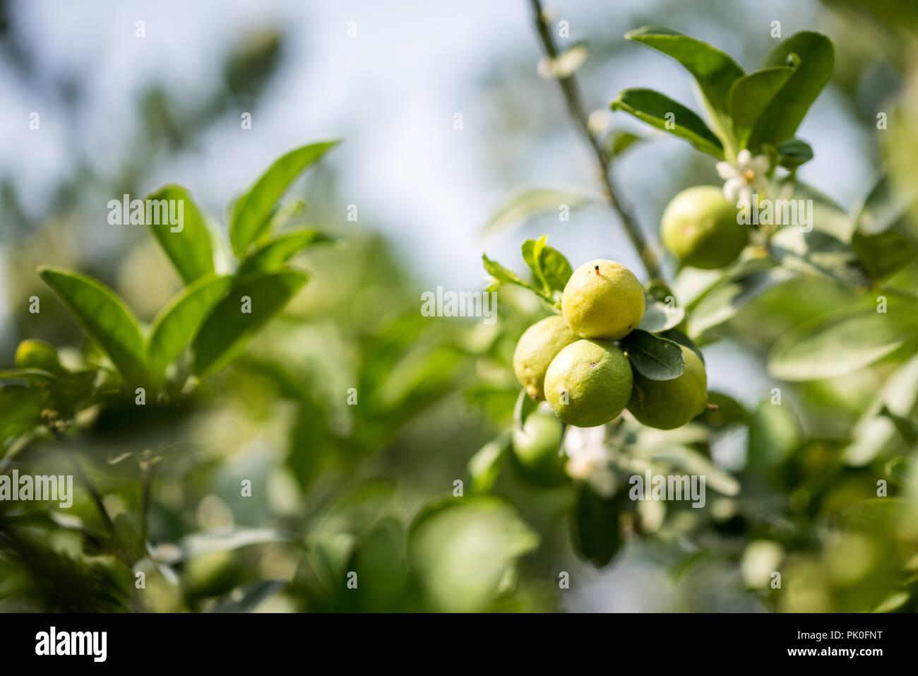 Lemonade tree hi-res stock photography and images - Alamy