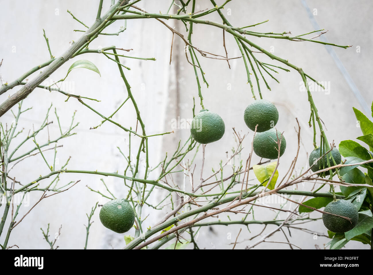 Unripe and Green Oranges hanging with a tree without leaves in a ...