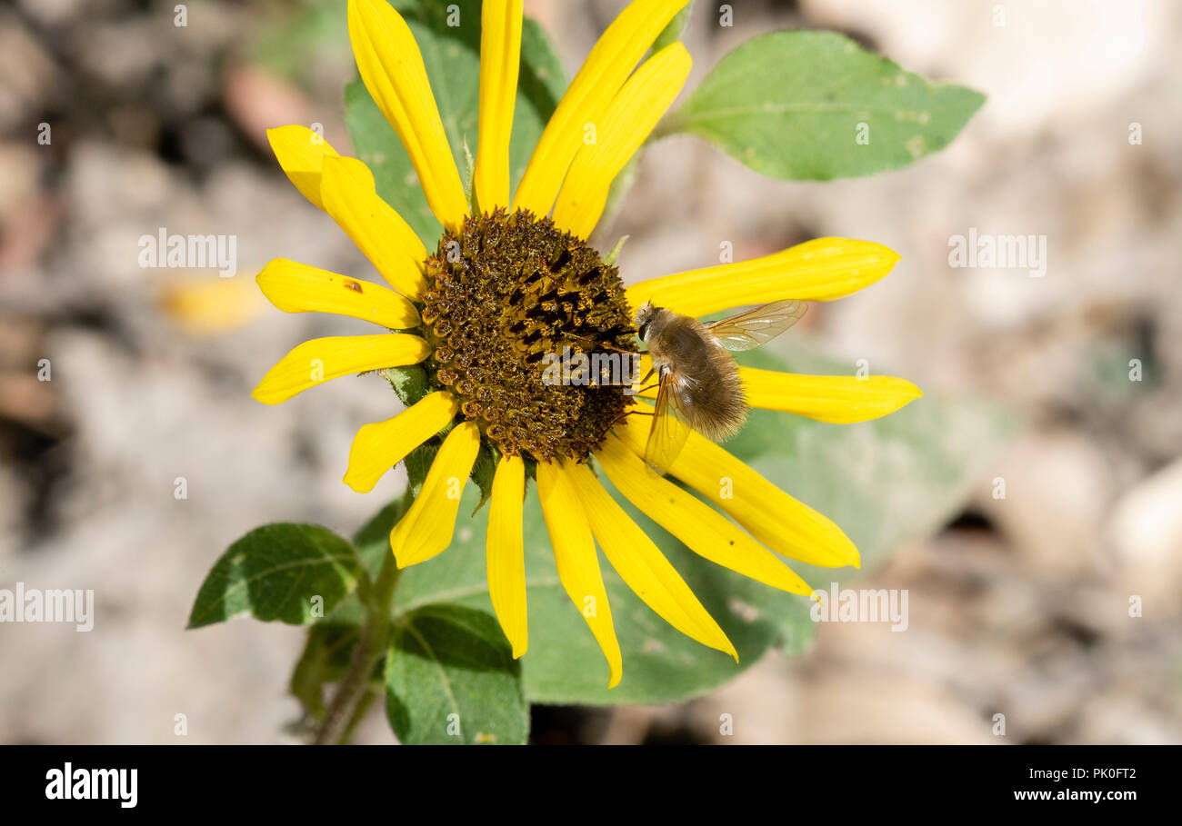 Bee Fly (Bombyliidae) Collecting Pollen on a Wild Sunflower in Eastern ...