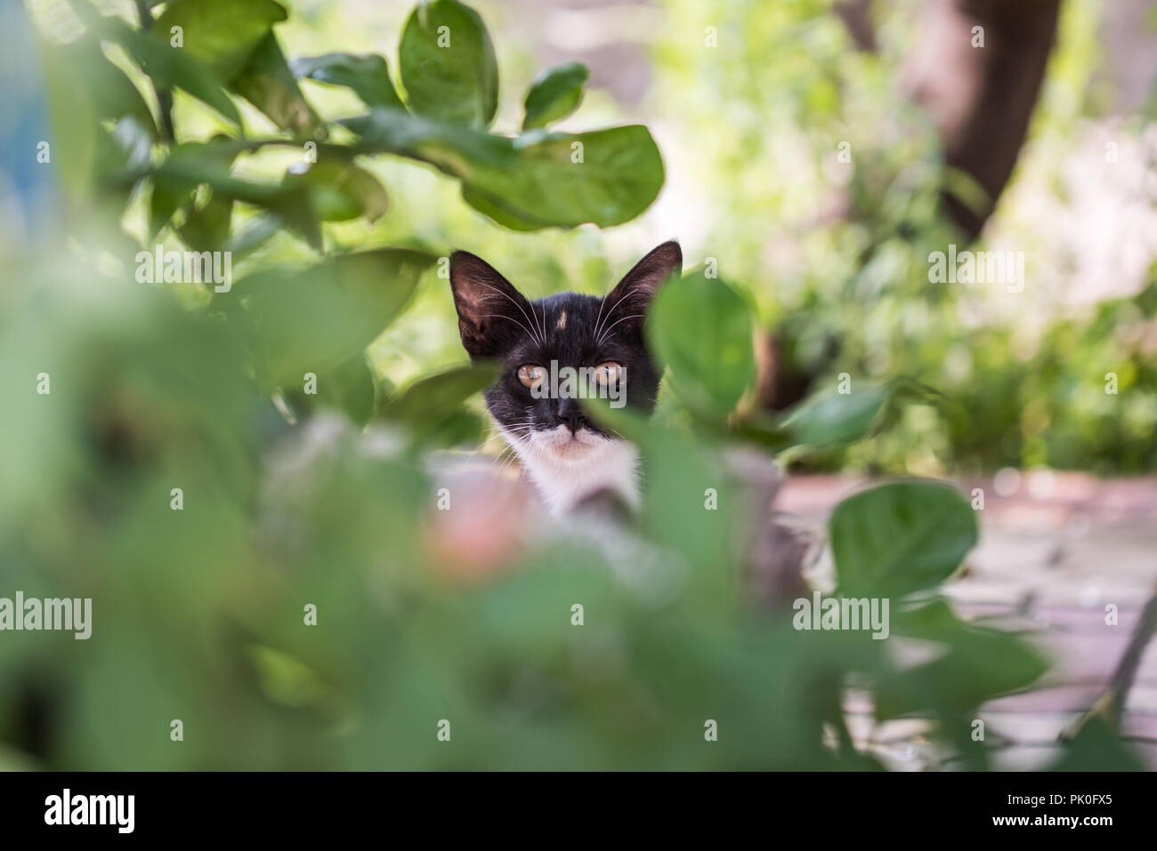 Black cat looking from behind hi-res stock photography and images - Alamy