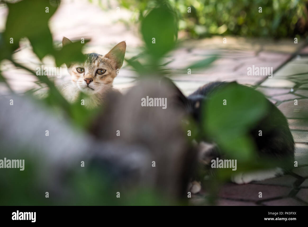 Domestic Brown Cat Staring at Camera from behind the shrub Stock Photo ...